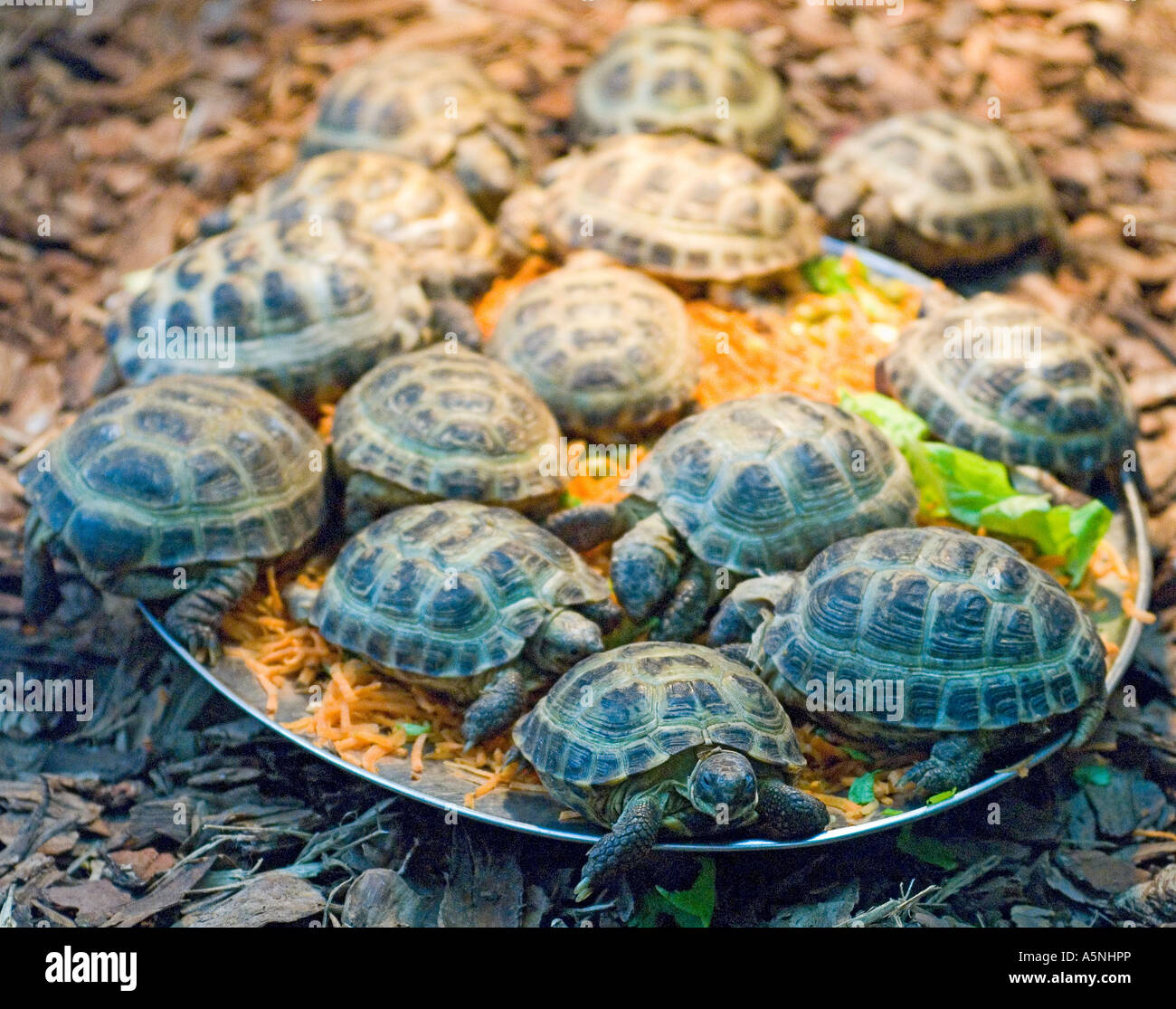 Little tortoises feeding Stock Photo - Alamy