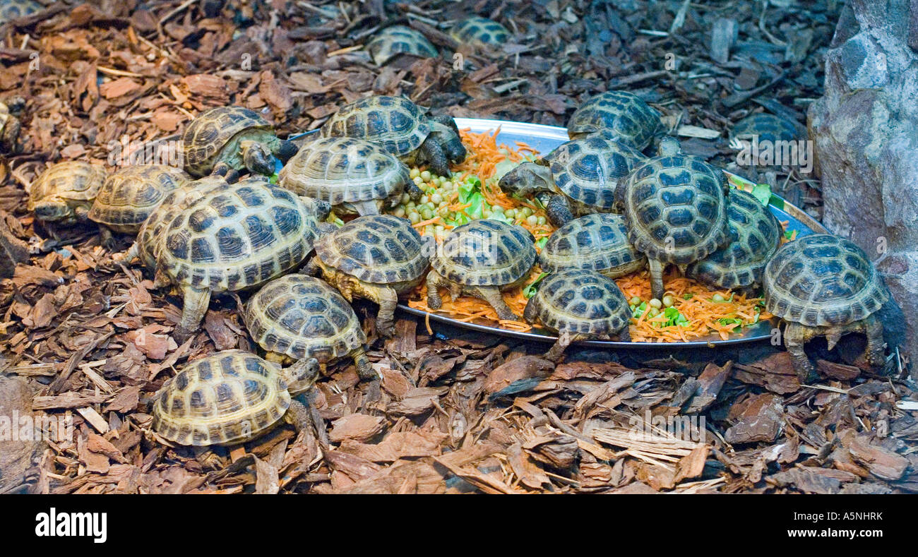 Little tortoises feeding Stock Photo - Alamy