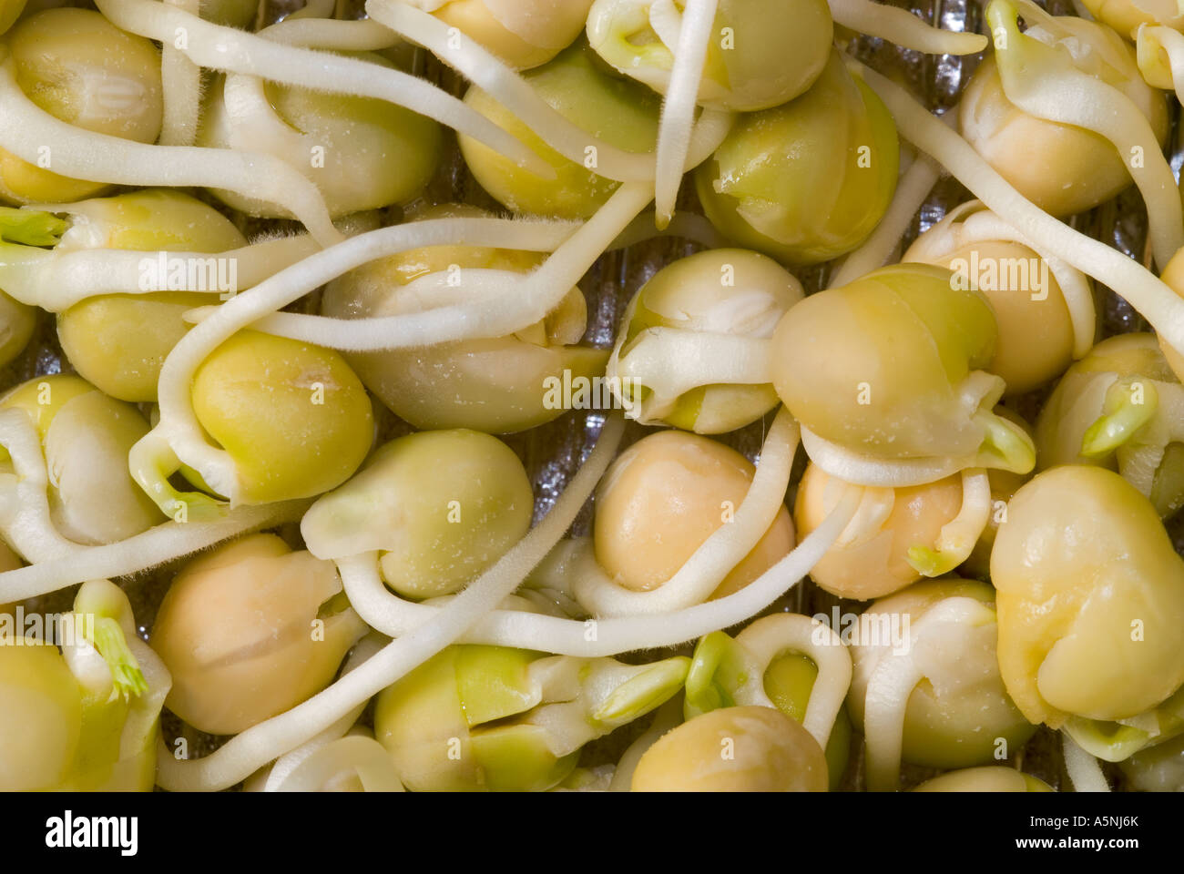 Green peas sprouts close up Stock Photo - Alamy