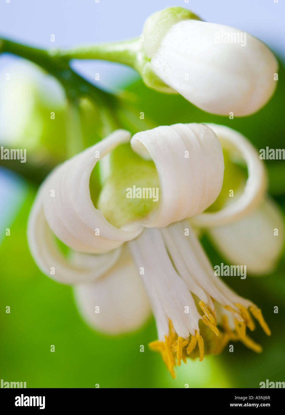 Lemon flower in full bloom close up Citrus limon Stock Photo - Alamy