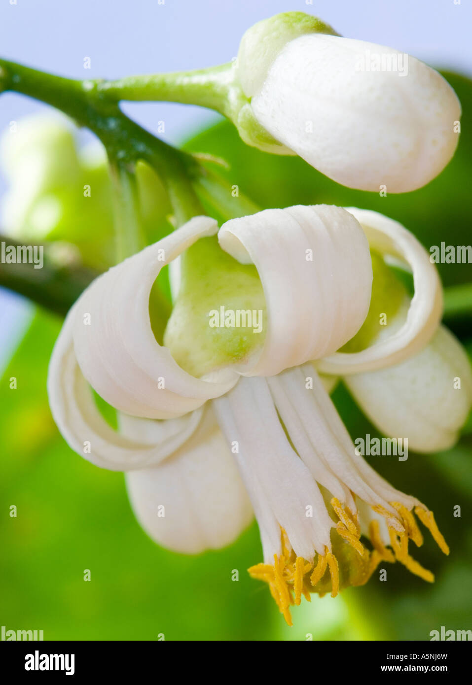 Lemon flower in full bloom close up Citrus limon Stock Photo - Alamy