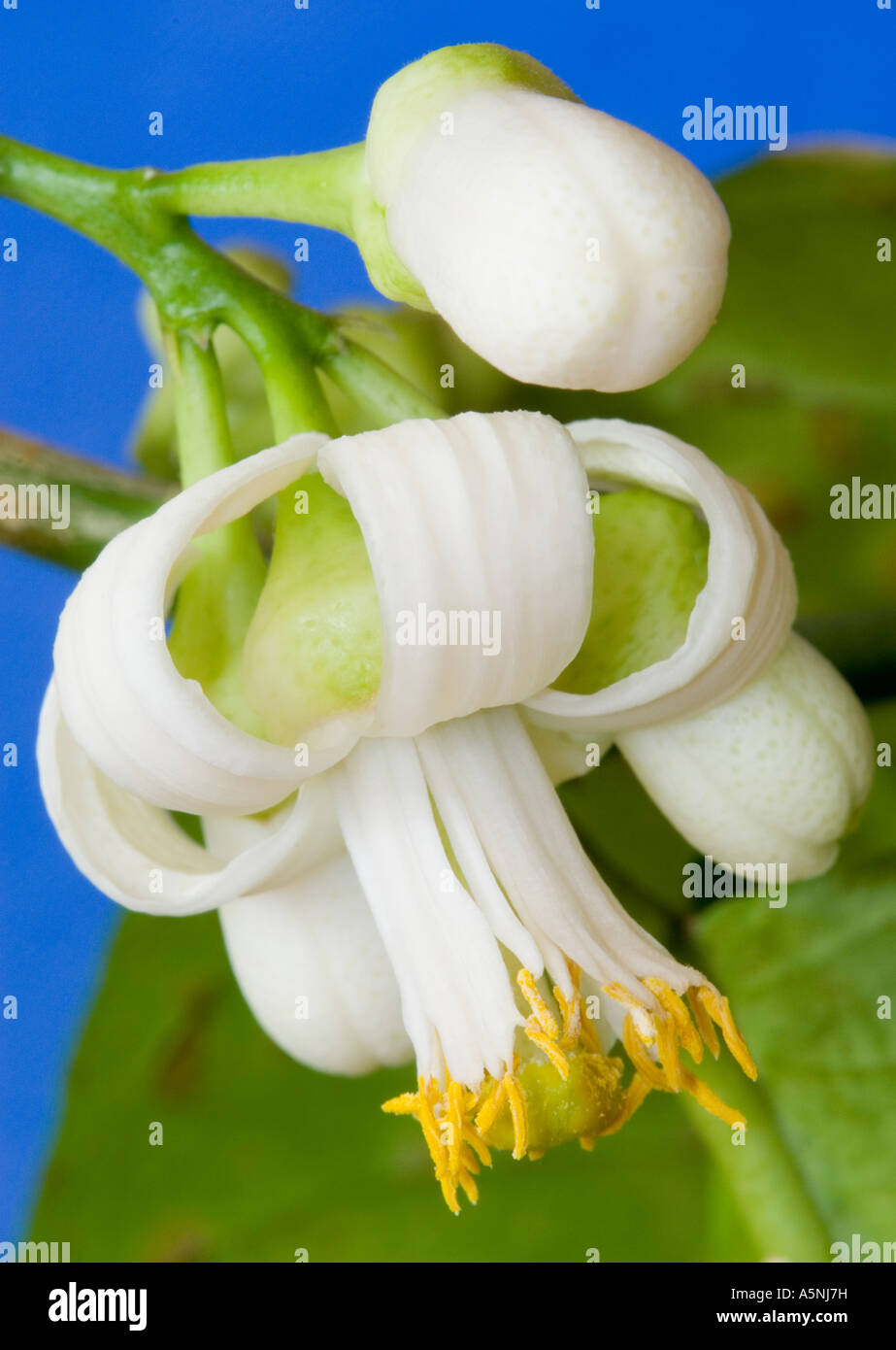 Lemon flower in full bloom close up Citrus limon Stock Photo - Alamy