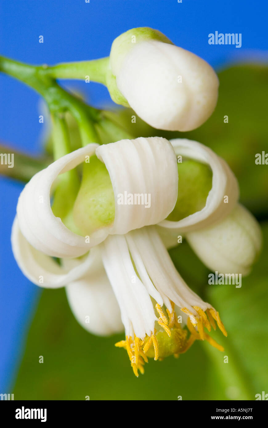 Lemon flower in full bloom close up Citrus limon Stock Photo - Alamy