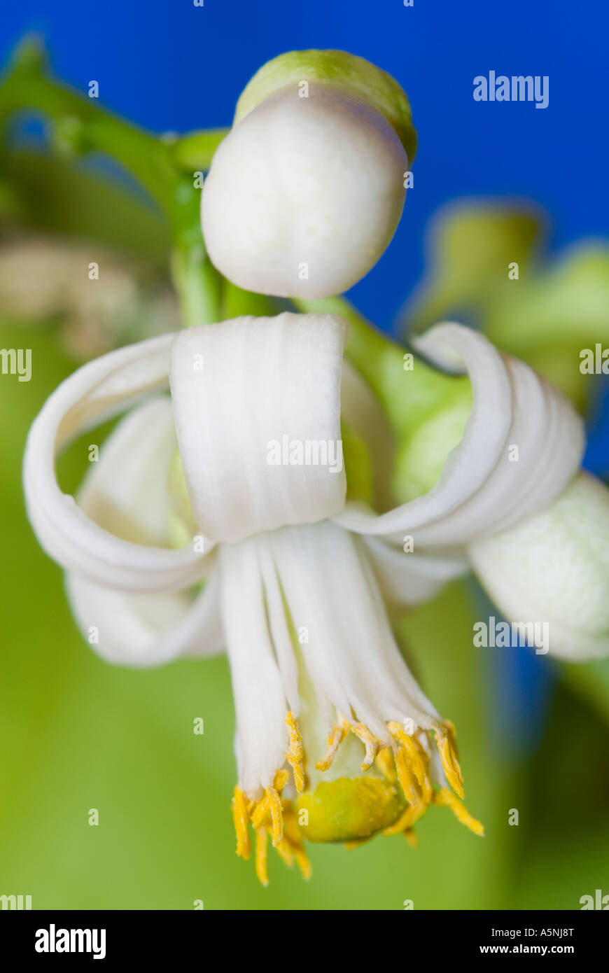 Lemon flower in full bloom close up Citrus limon Stock Photo - Alamy