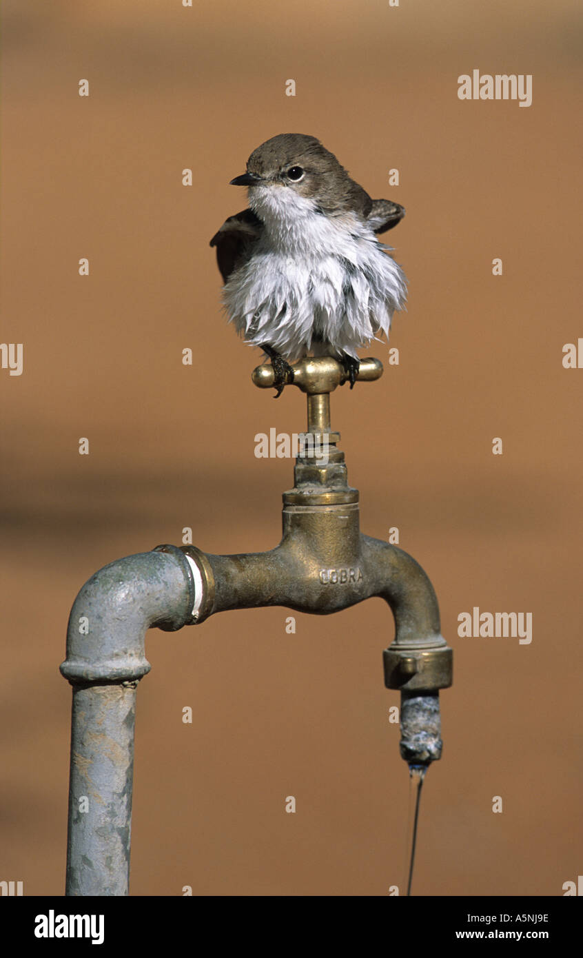 Marico flycatcher hi-res stock photography and images - Alamy