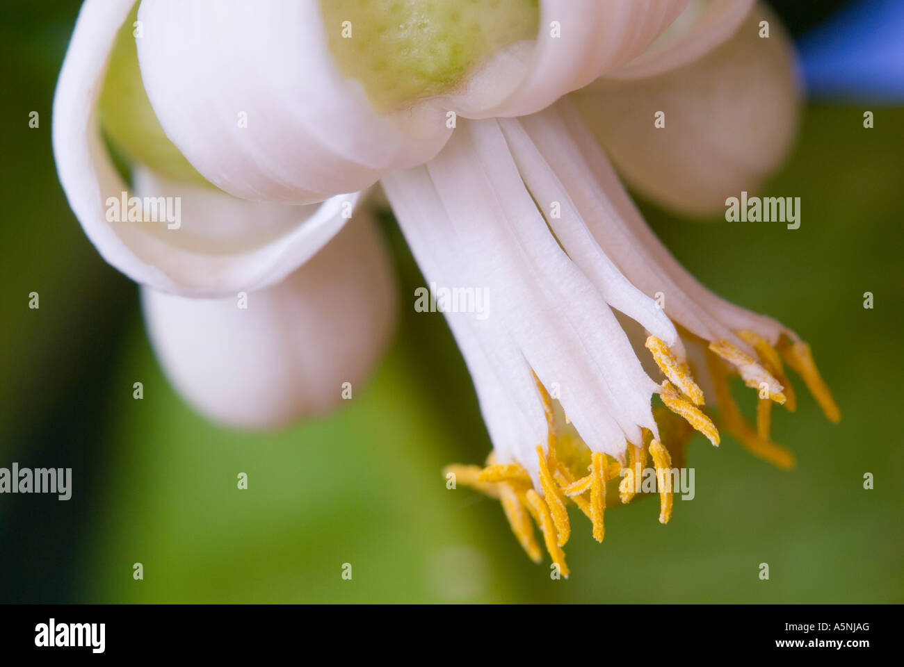 Lemon flower in full bloom close up Citrus limon Stock Photo - Alamy
