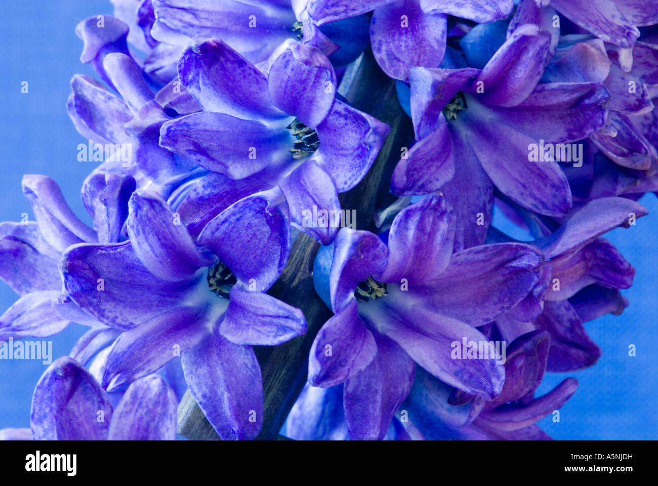 Blue hyacinth close up Hyacinthus Stock Photo - Alamy