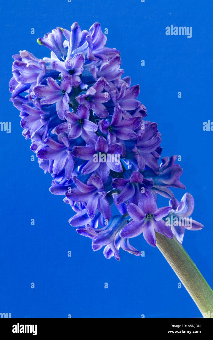 Blue hyacinth close up Hyacinthus Stock Photo - Alamy