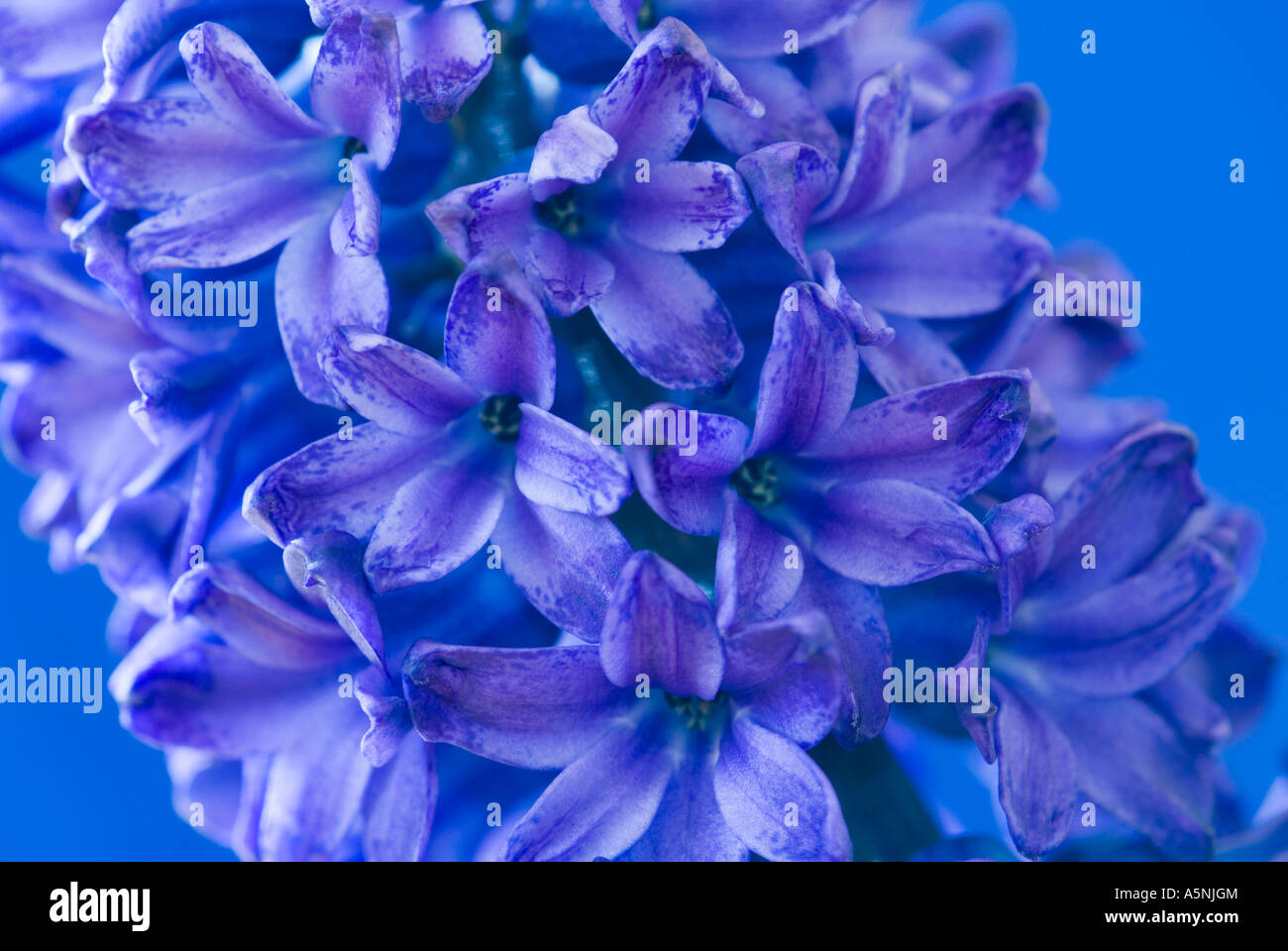 Blue hyacinth close up Hyacinthus Stock Photo - Alamy