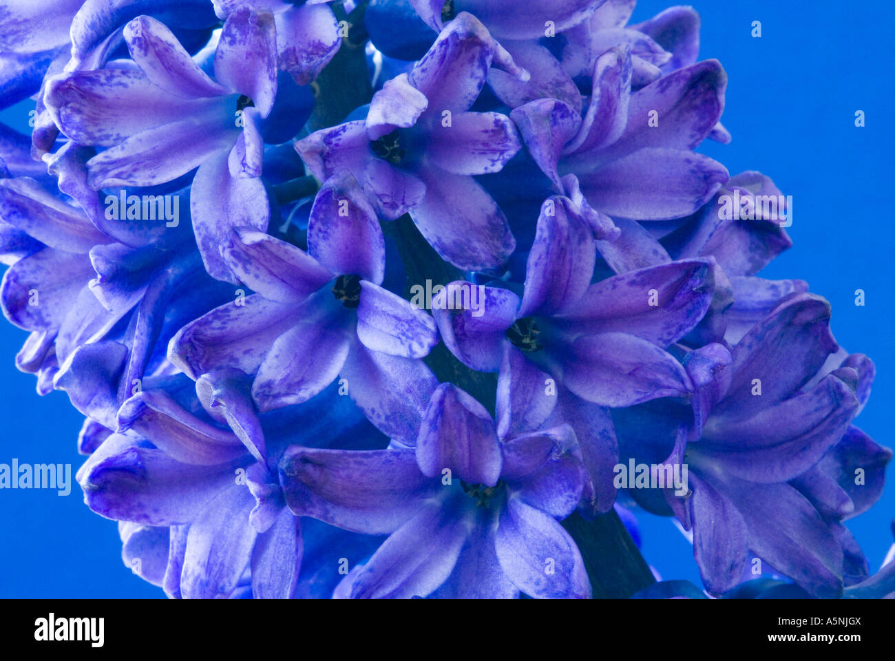 Blue hyacinth close up Hyacinthus Stock Photo - Alamy