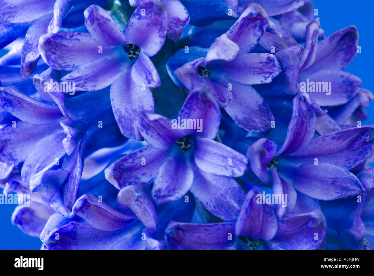 Blue hyacinth close up Hyacinthus Stock Photo - Alamy