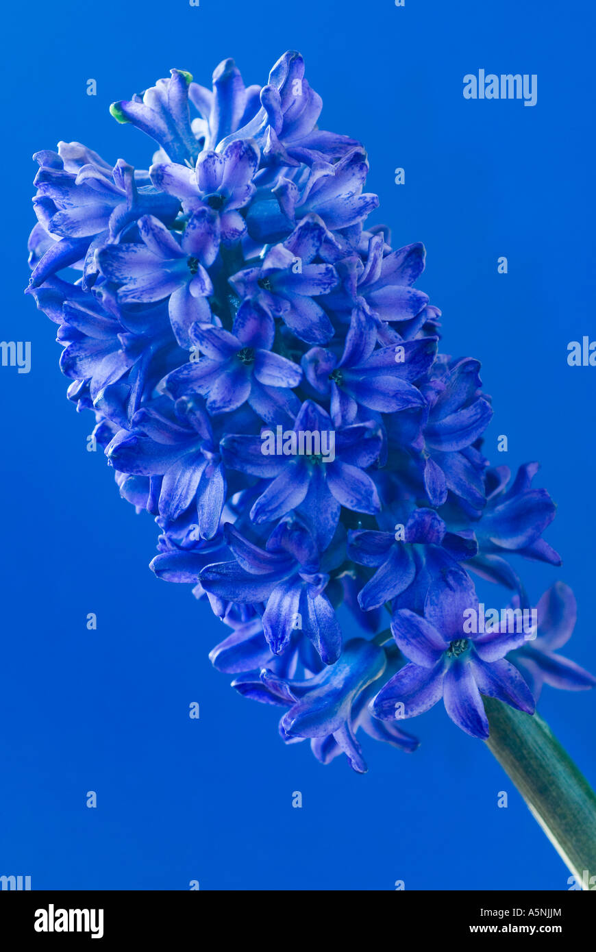 Blue hyacinth close up Hyacinthus Stock Photo - Alamy