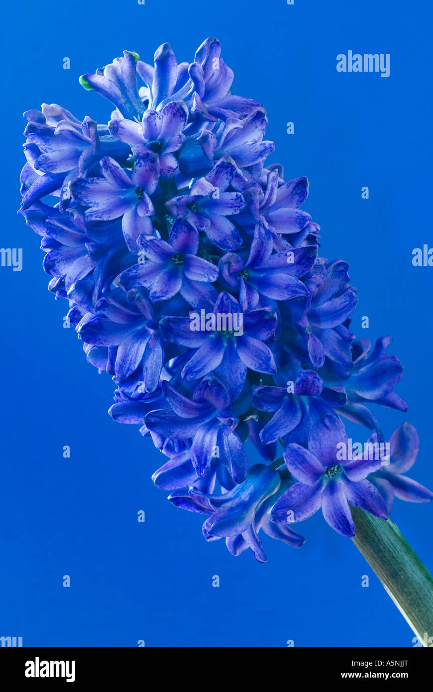 Blue hyacinth close up Hyacinthus Stock Photo - Alamy