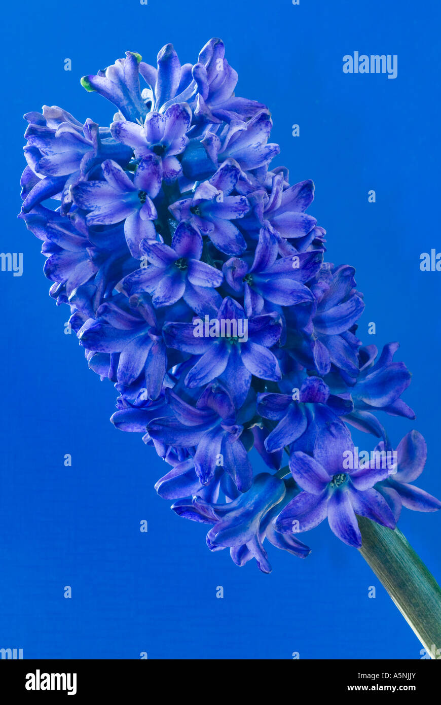 Blue hyacinth close up Hyacinthus Stock Photo - Alamy