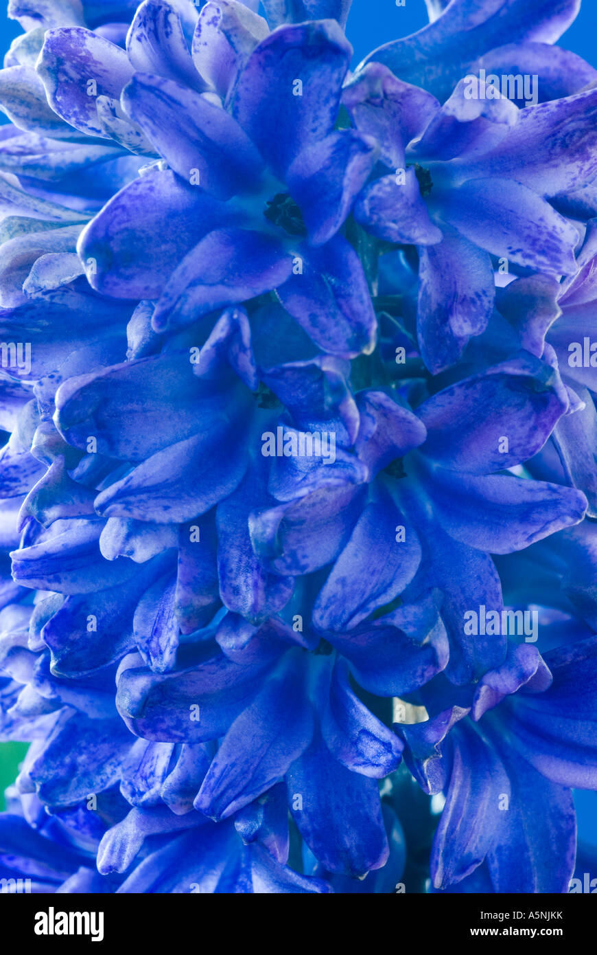 Blue hyacinth close up Hyacinthus Stock Photo - Alamy