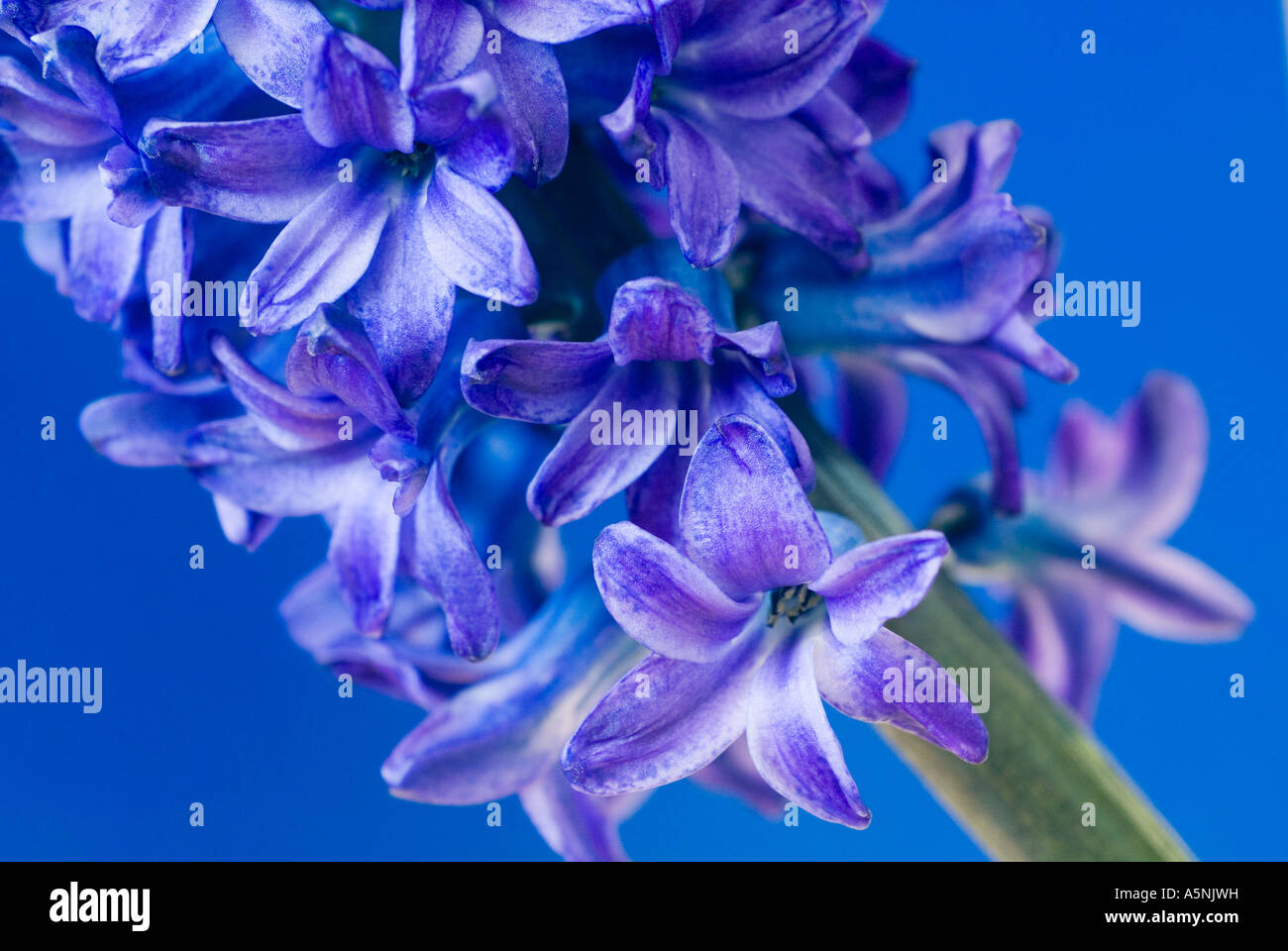 Blue hyacinth close up Hyacinthus Stock Photo - Alamy