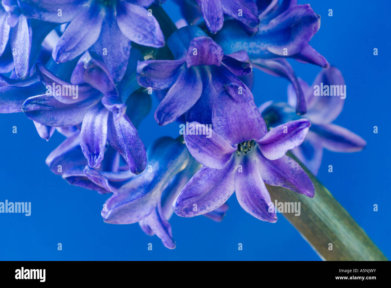 Blue hyacinth close up Hyacinthus Stock Photo - Alamy