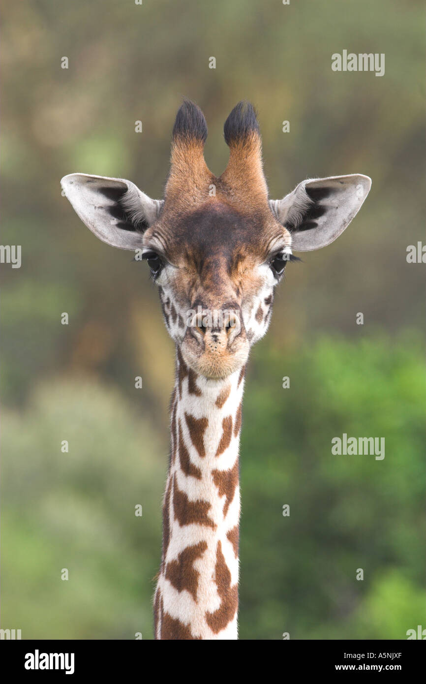 Cute giraffe foal hi-res stock photography and images - Alamy