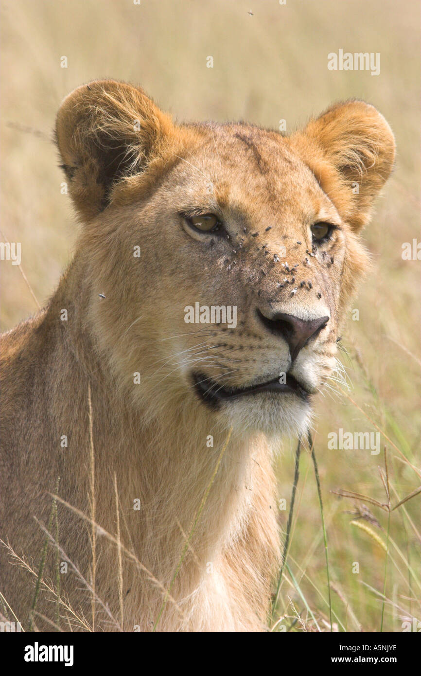 Lion young male hunting in the Maasai Mara Kenya Africa Stock Photo - Alamy