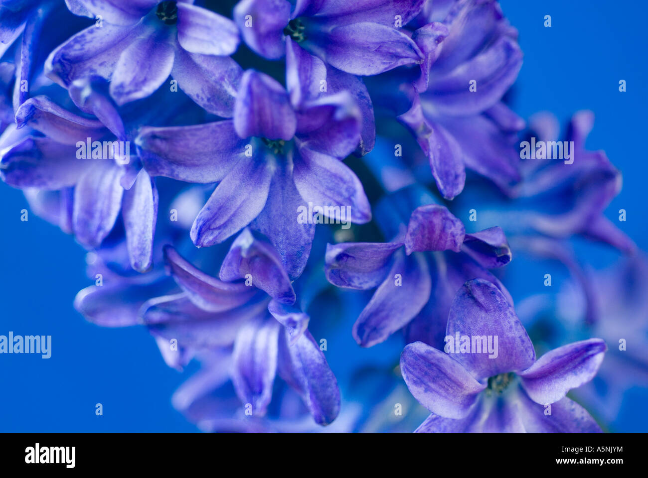 Blue hyacinth close up Hyacinthus Stock Photo - Alamy