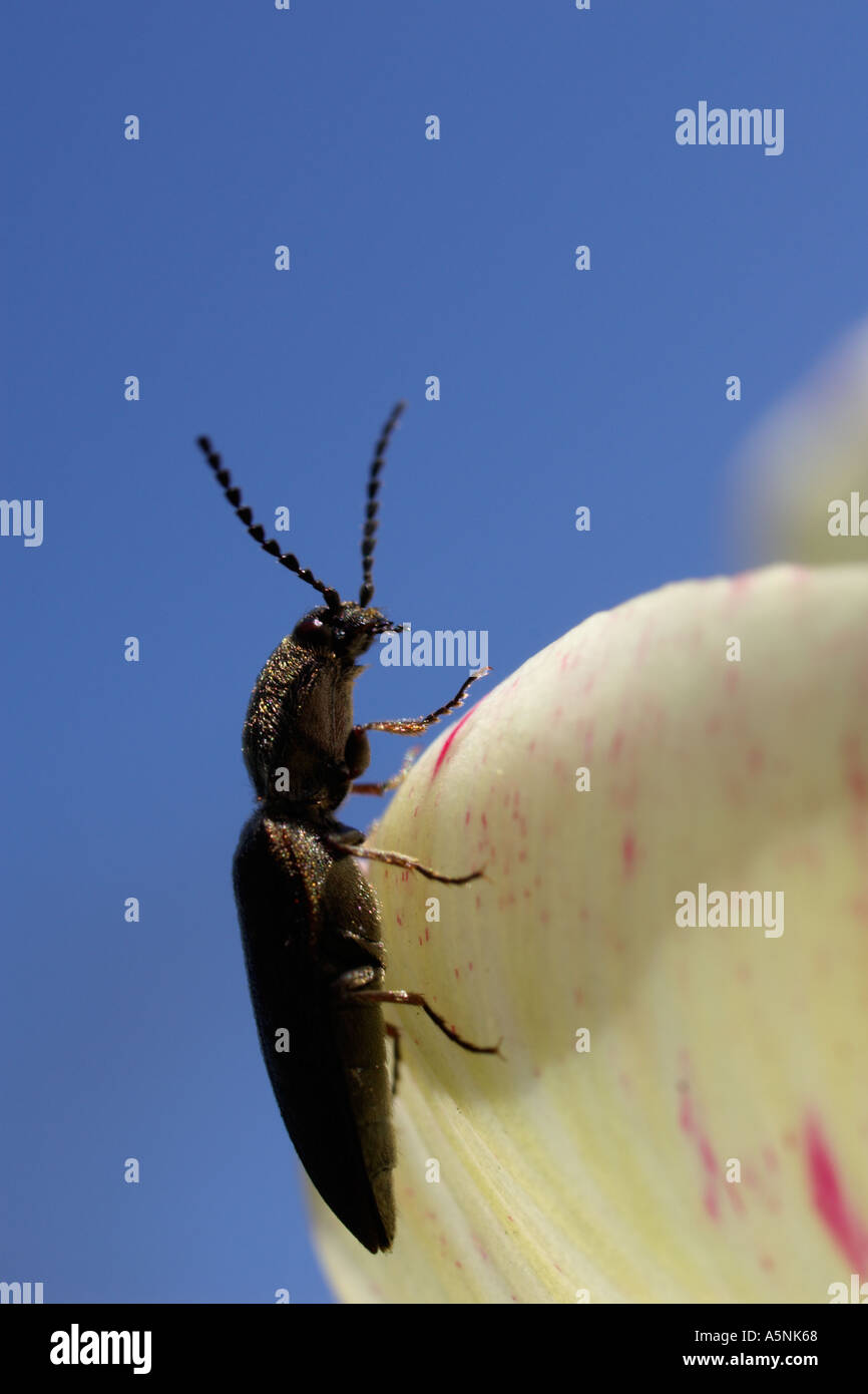 bugs eye view of beetle on flower petal Stock Photo - Alamy