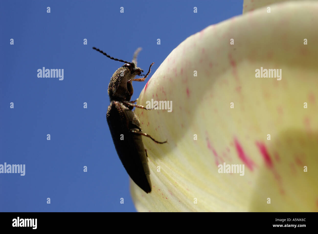 bugs eye view of beetle on flower petal Stock Photo - Alamy