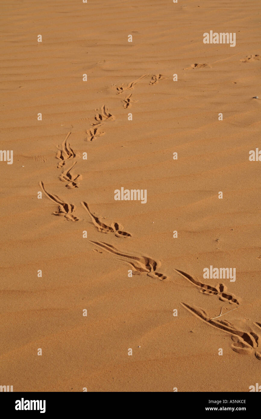 Raven tracks hi-res stock photography and images - Alamy