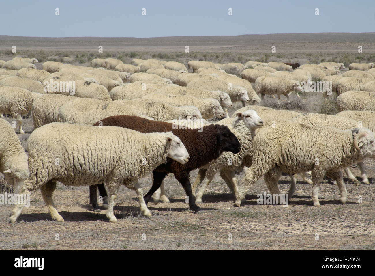 flock of sheep in Utah desert BLM land Stock Photo - Alamy