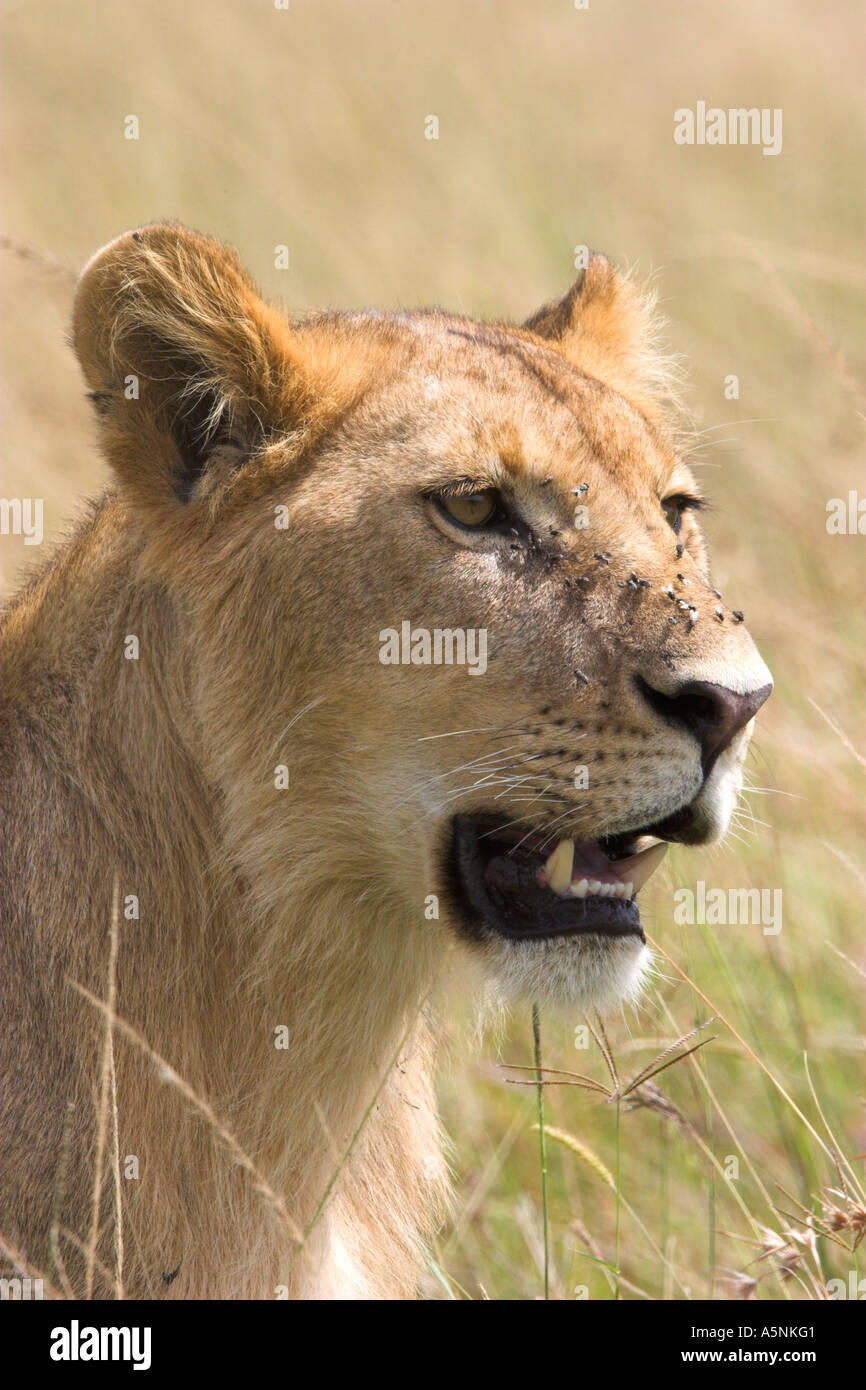 Lion young male hunting in the Maasai Mara Kenya Africa Stock Photo - Alamy