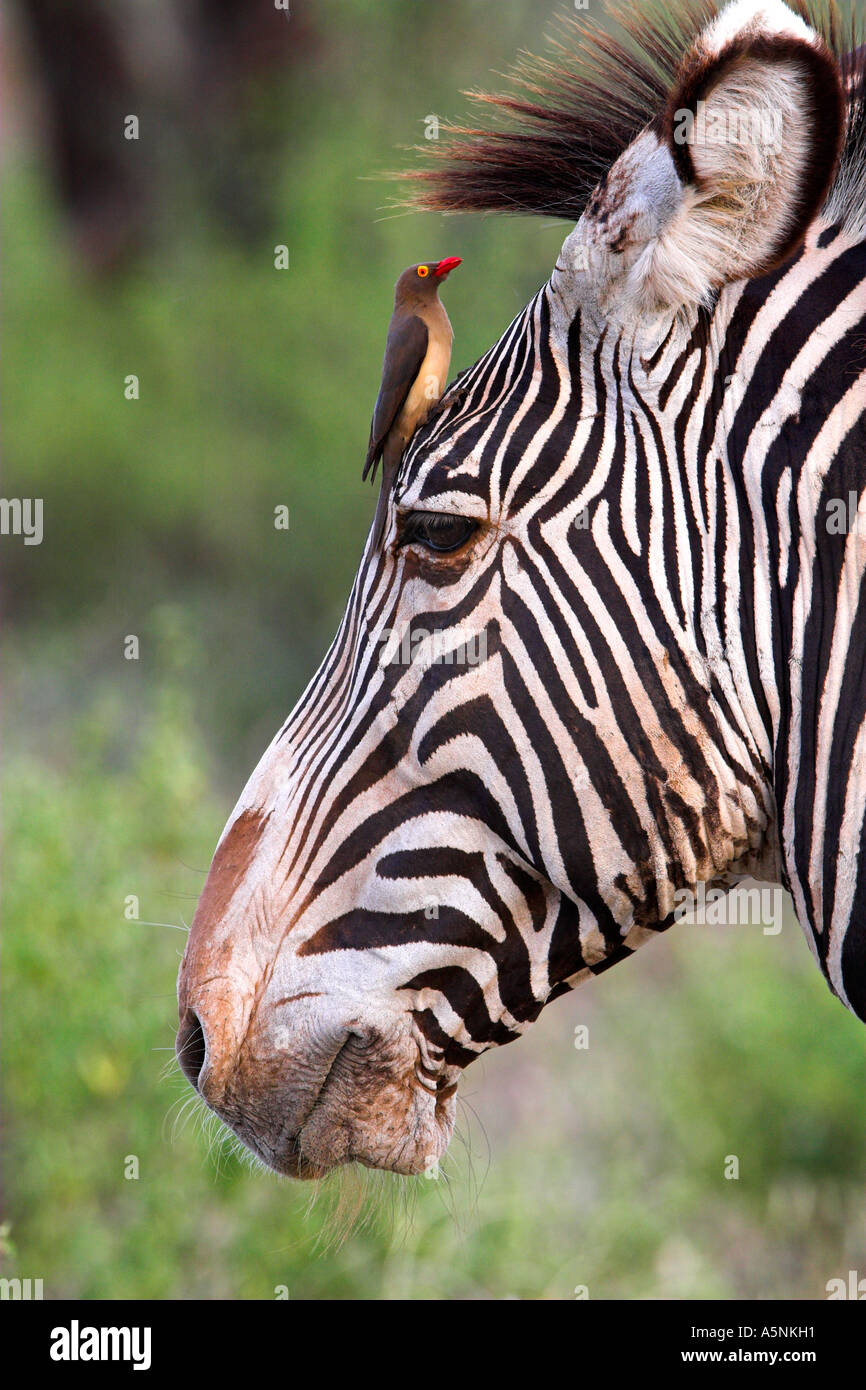 Zebra head bird hi-res stock photography and images - Alamy