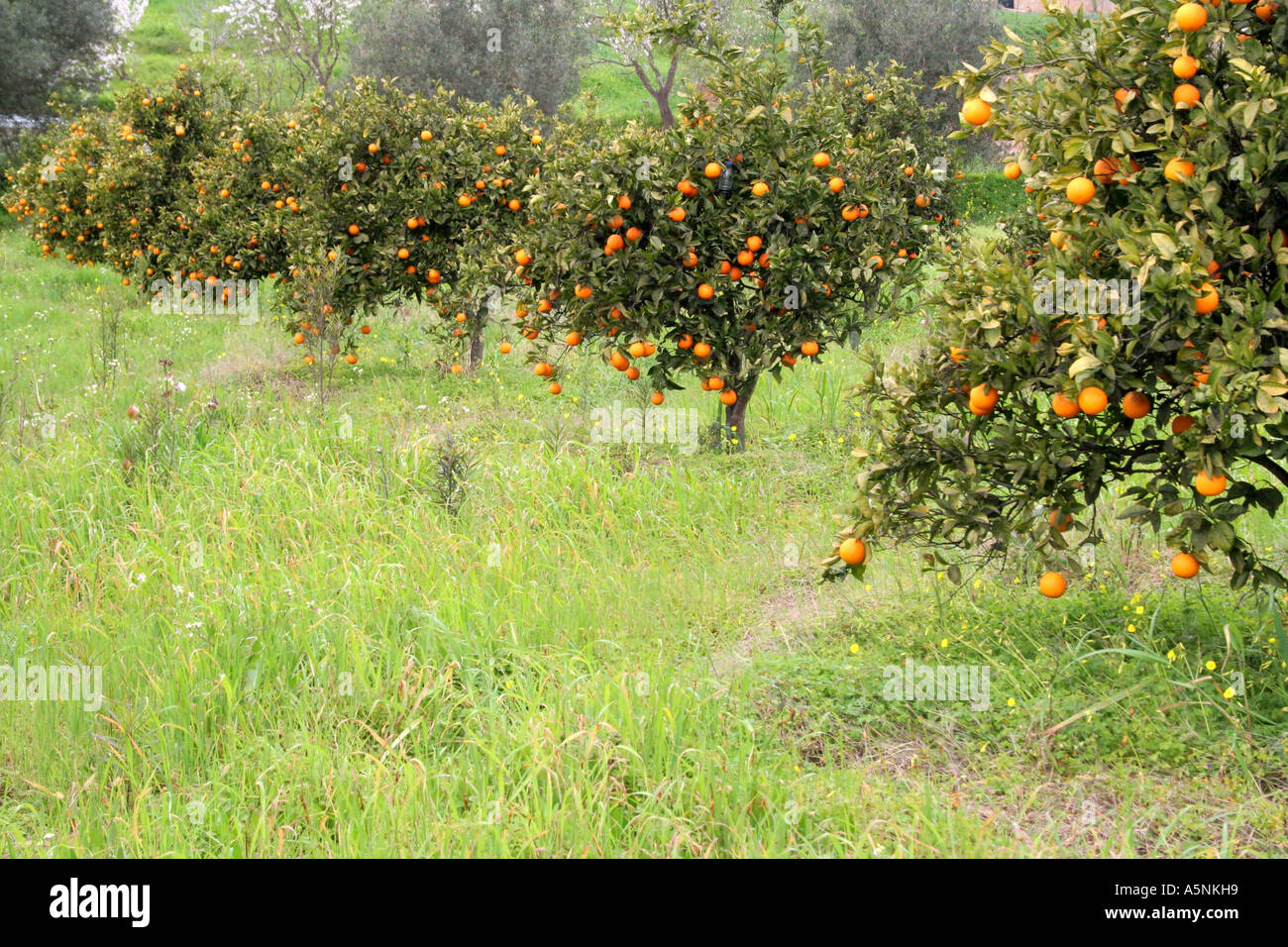 Algarve orange grove trees orchard hi-res stock photography and images ...