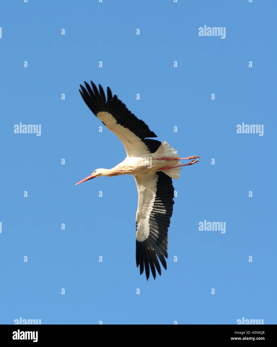 White Stork flying in the air Lagos Algarve Portugal Stock Photo - Alamy