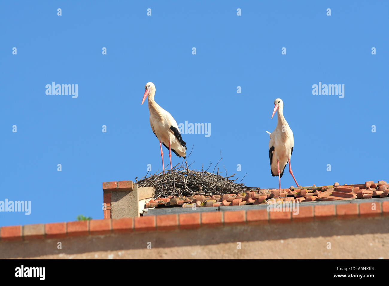 White storks europe rooftop hi-res stock photography and images - Alamy