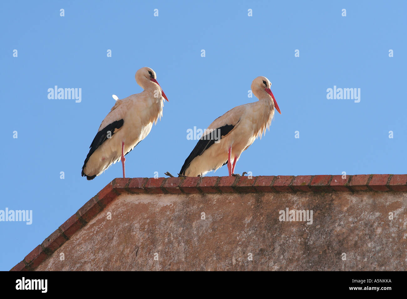 White storks europe rooftop hi-res stock photography and images - Alamy