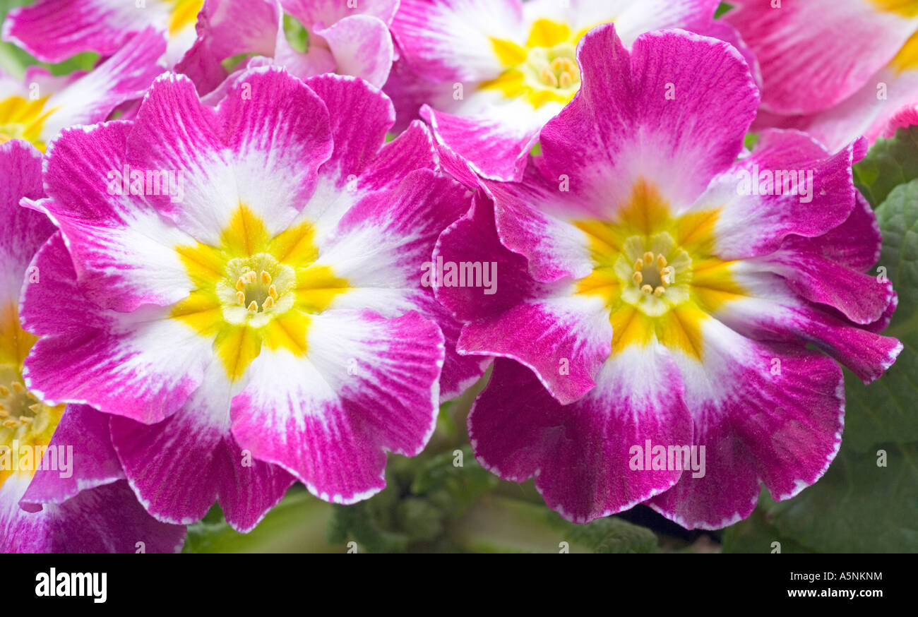 Purple Primroses close up Primula veris Stock Photo - Alamy