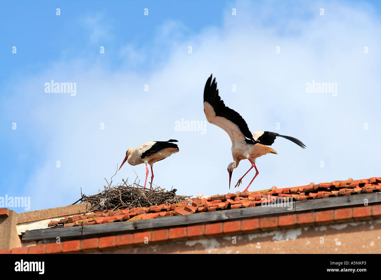 White stork nest building portugal hi-res stock photography and images ...