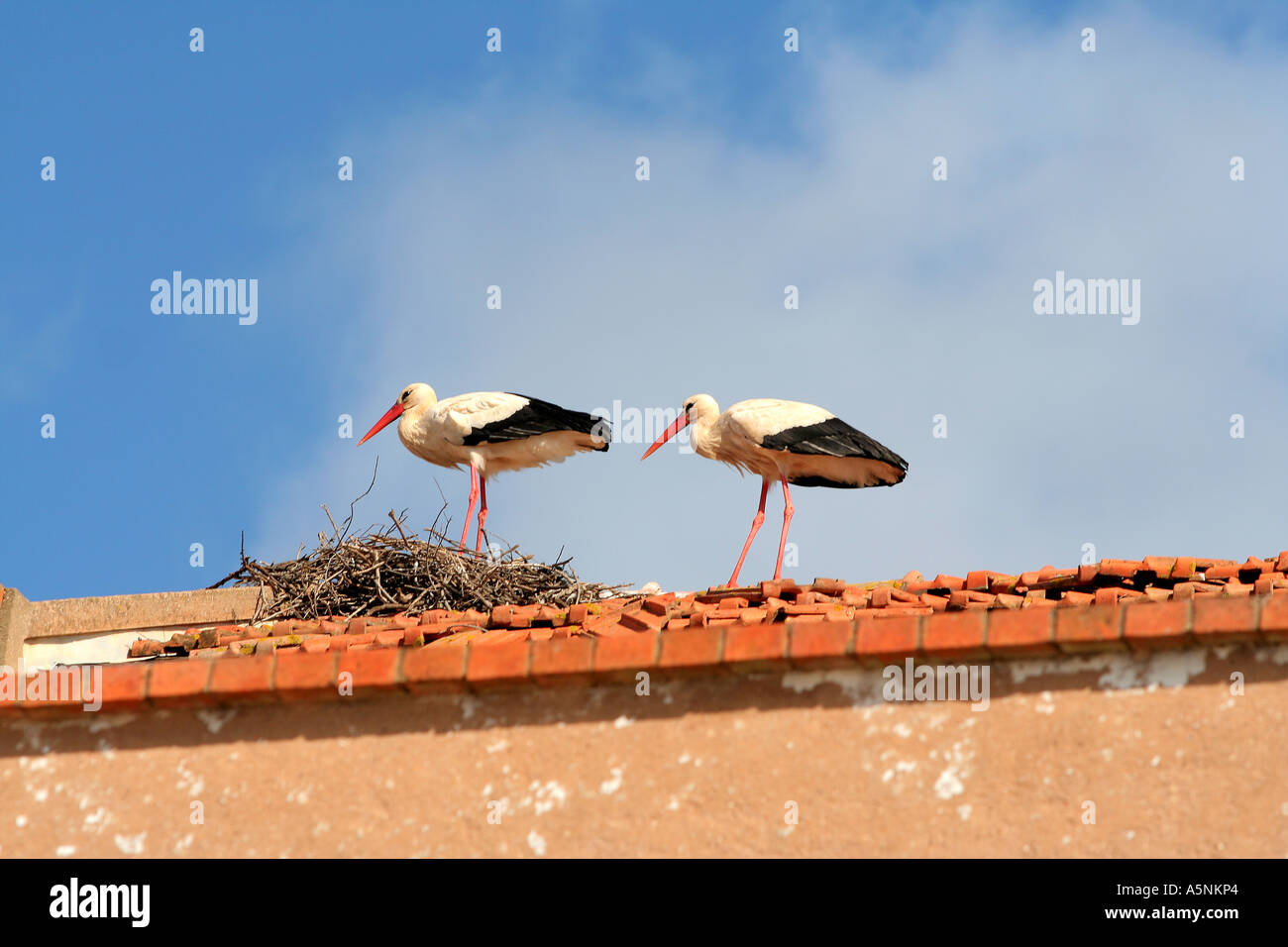 Pair of White storks on roof top Lagos Algarve Portugal Stock Photo - Alamy