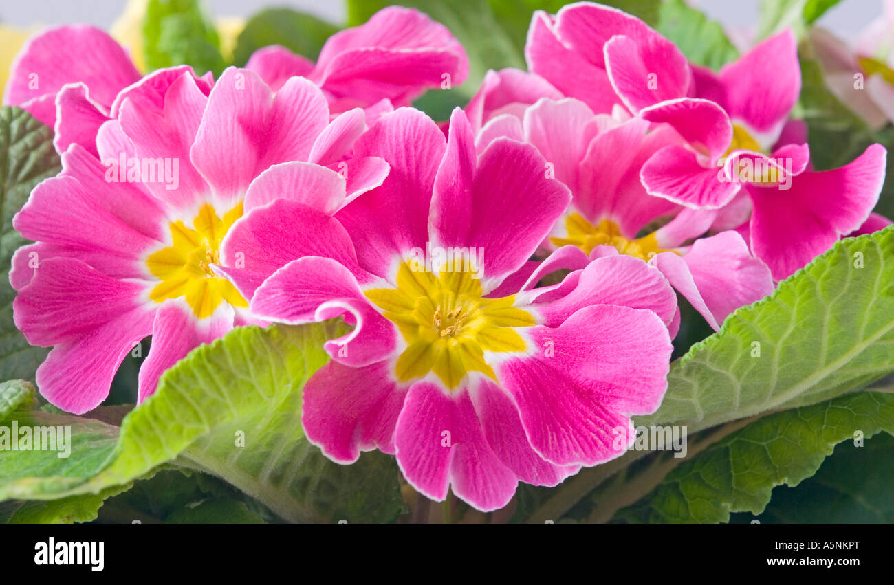 Pink primroses close up Primula veris Stock Photo - Alamy
