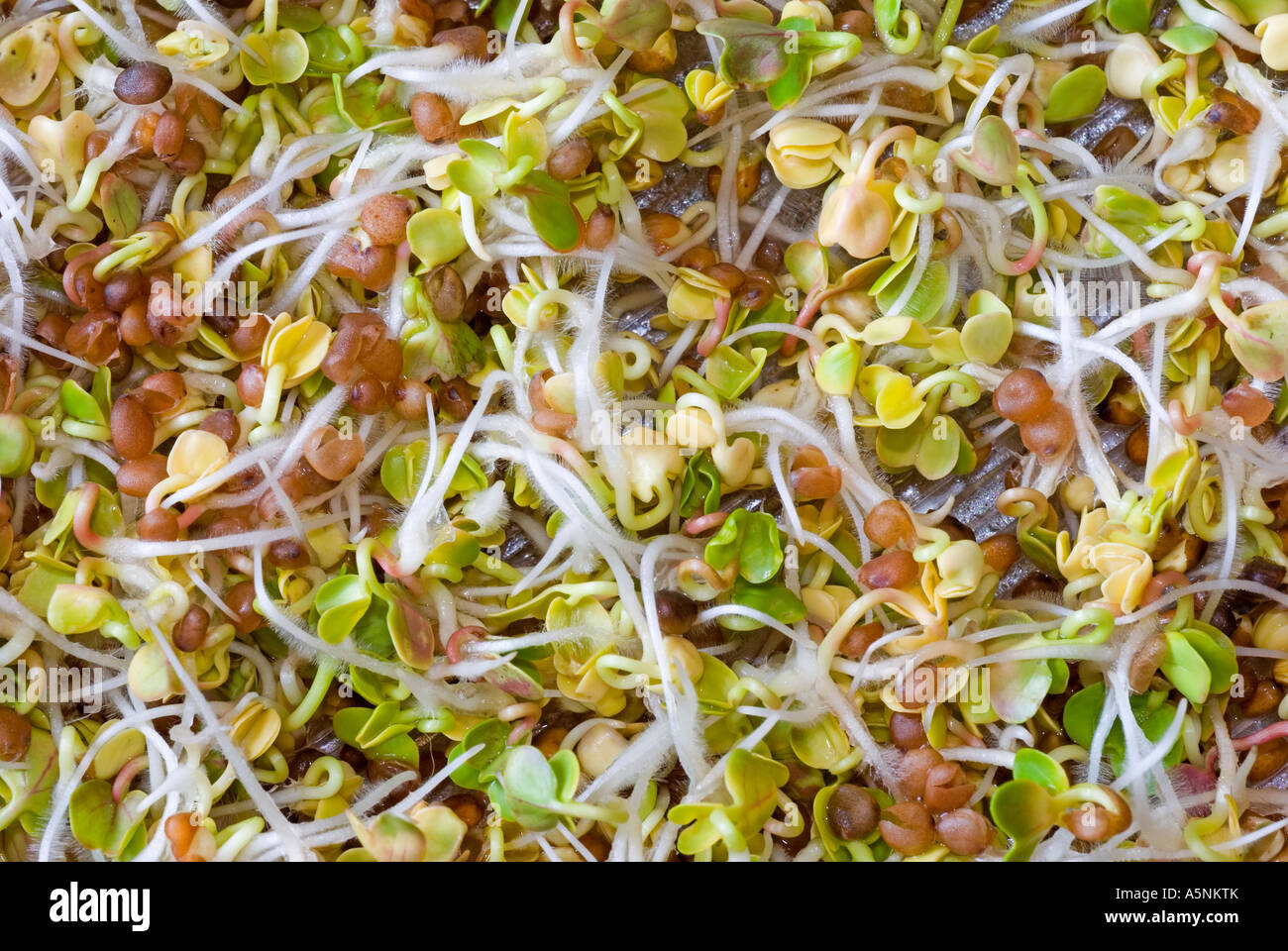 Radish sprouts close up Stock Photo - Alamy