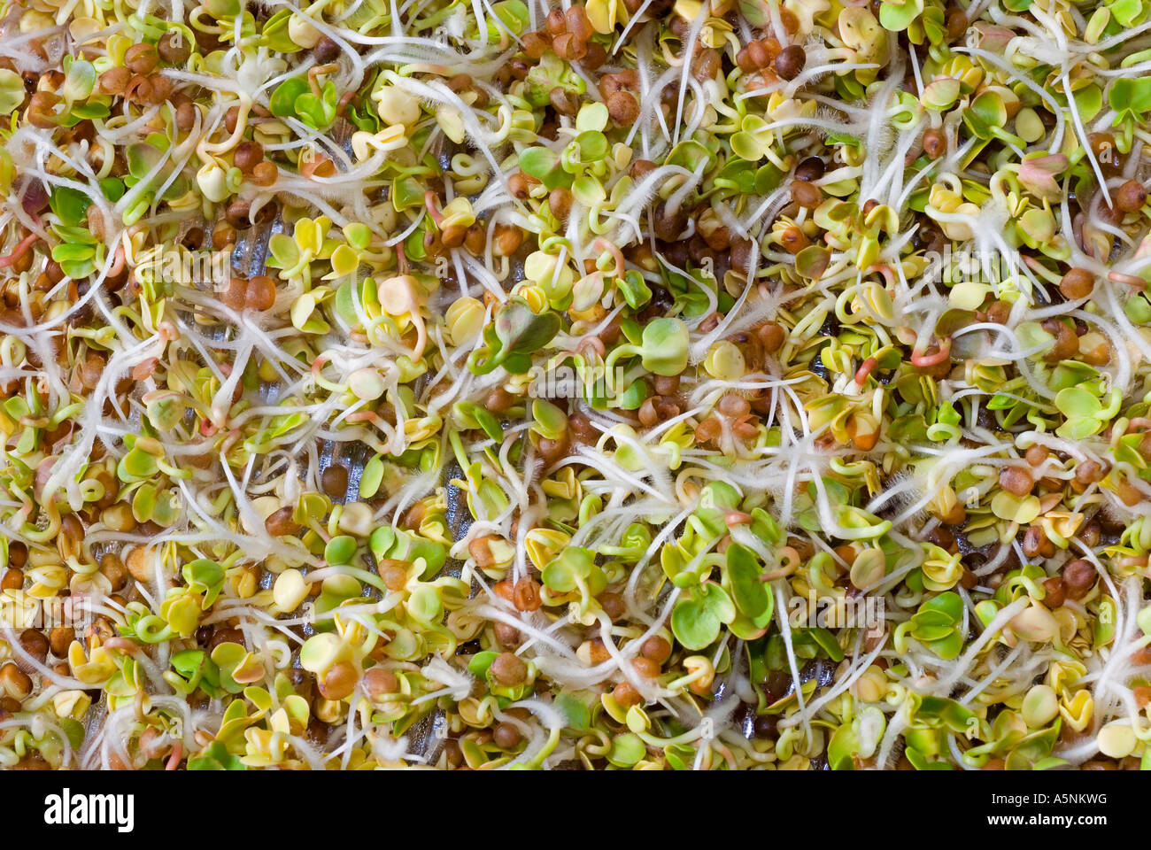 Radish sprouts close up Stock Photo - Alamy