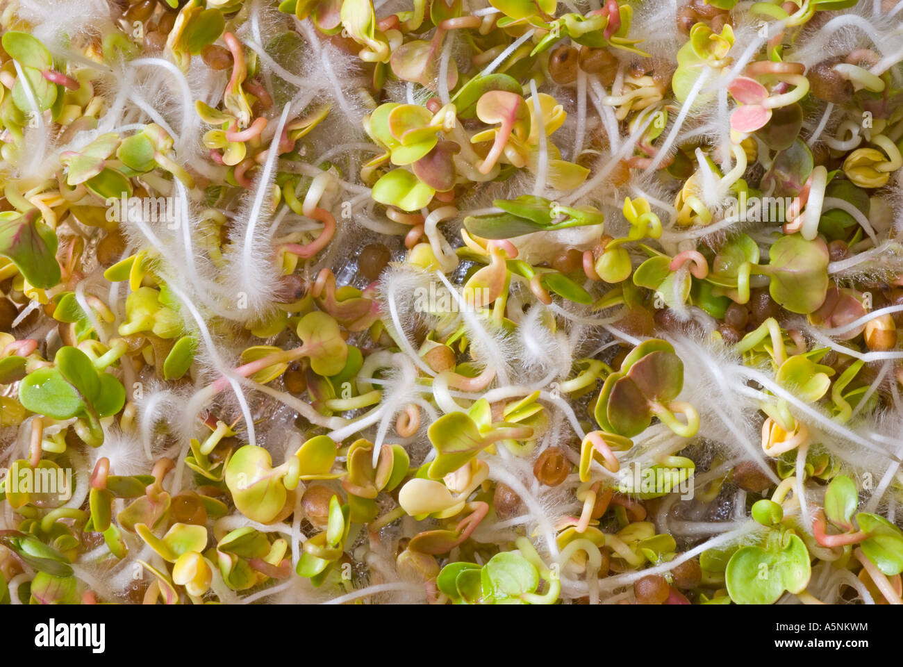 Radish sprouts close up Stock Photo - Alamy