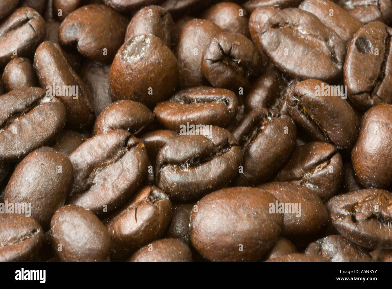 Roasted coffee beans Coffea arabica Stock Photo - Alamy