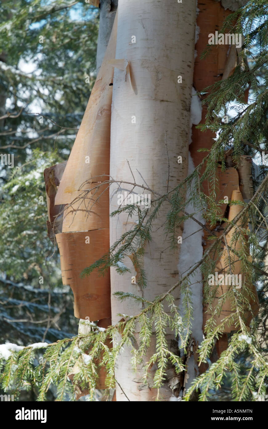 Birch tree on the side of Starr King Trail in the White Mountains New ...