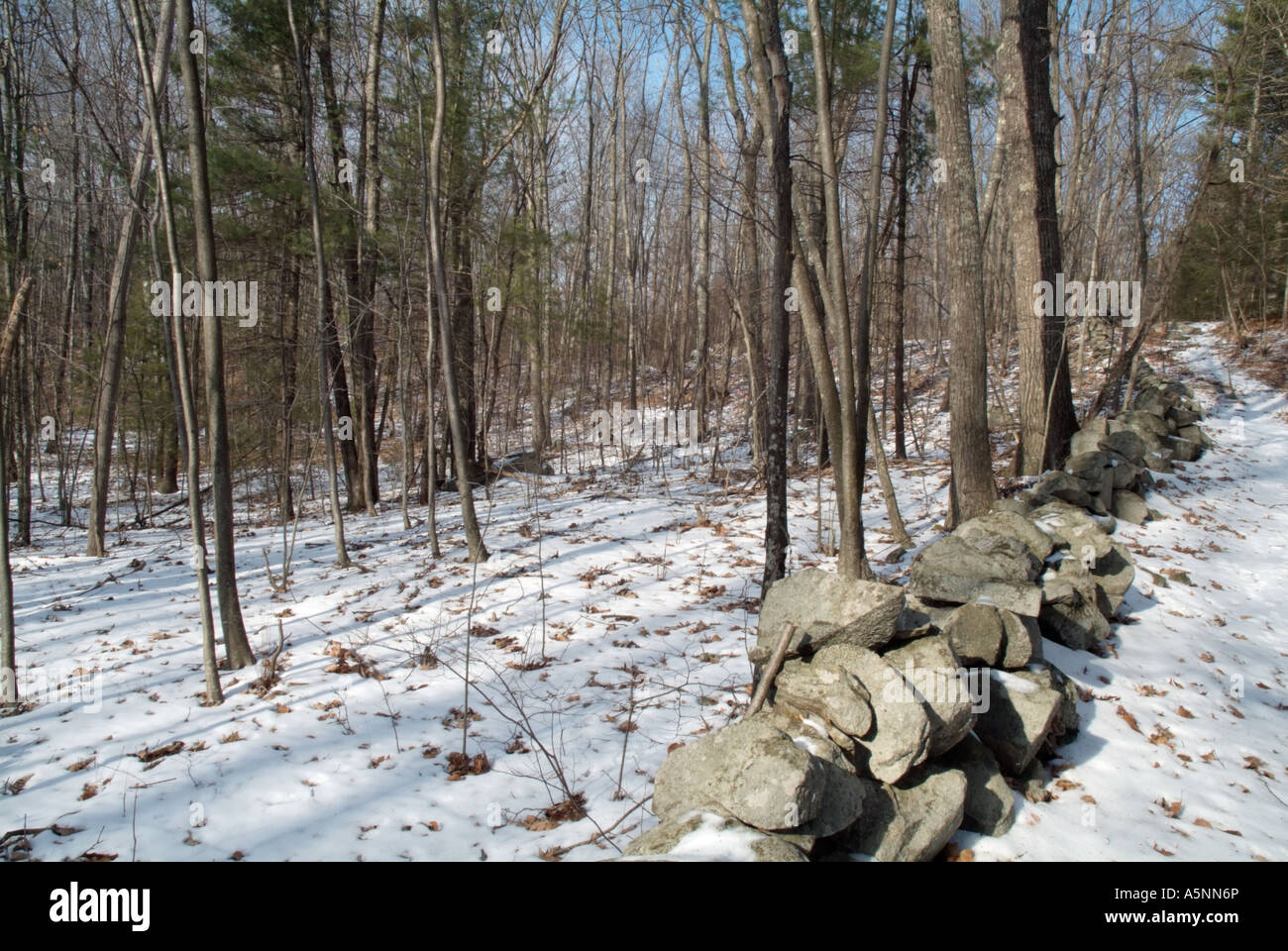 Stone wall next to an old trail path in a New England forest Stock ...