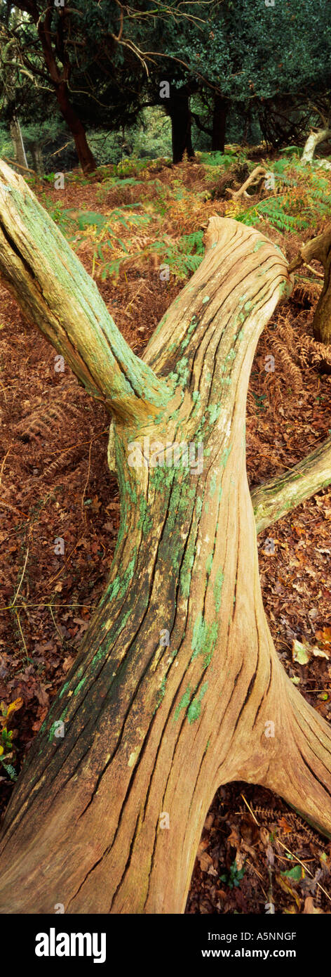 Fallen tree trunk New Forest Stock Photo - Alamy