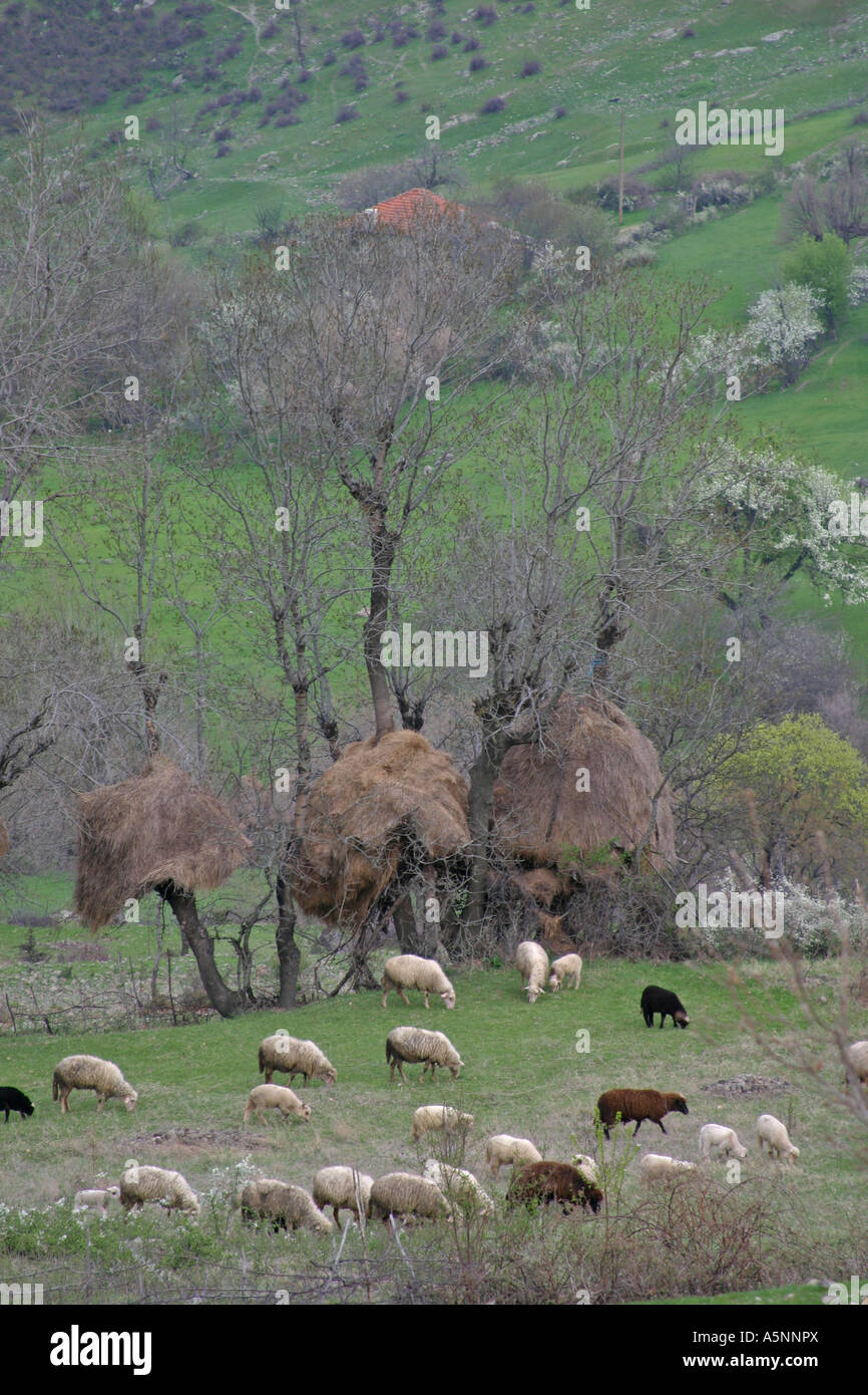 Eastern Rodopi Mountain, landscape with livestock in early spring ...