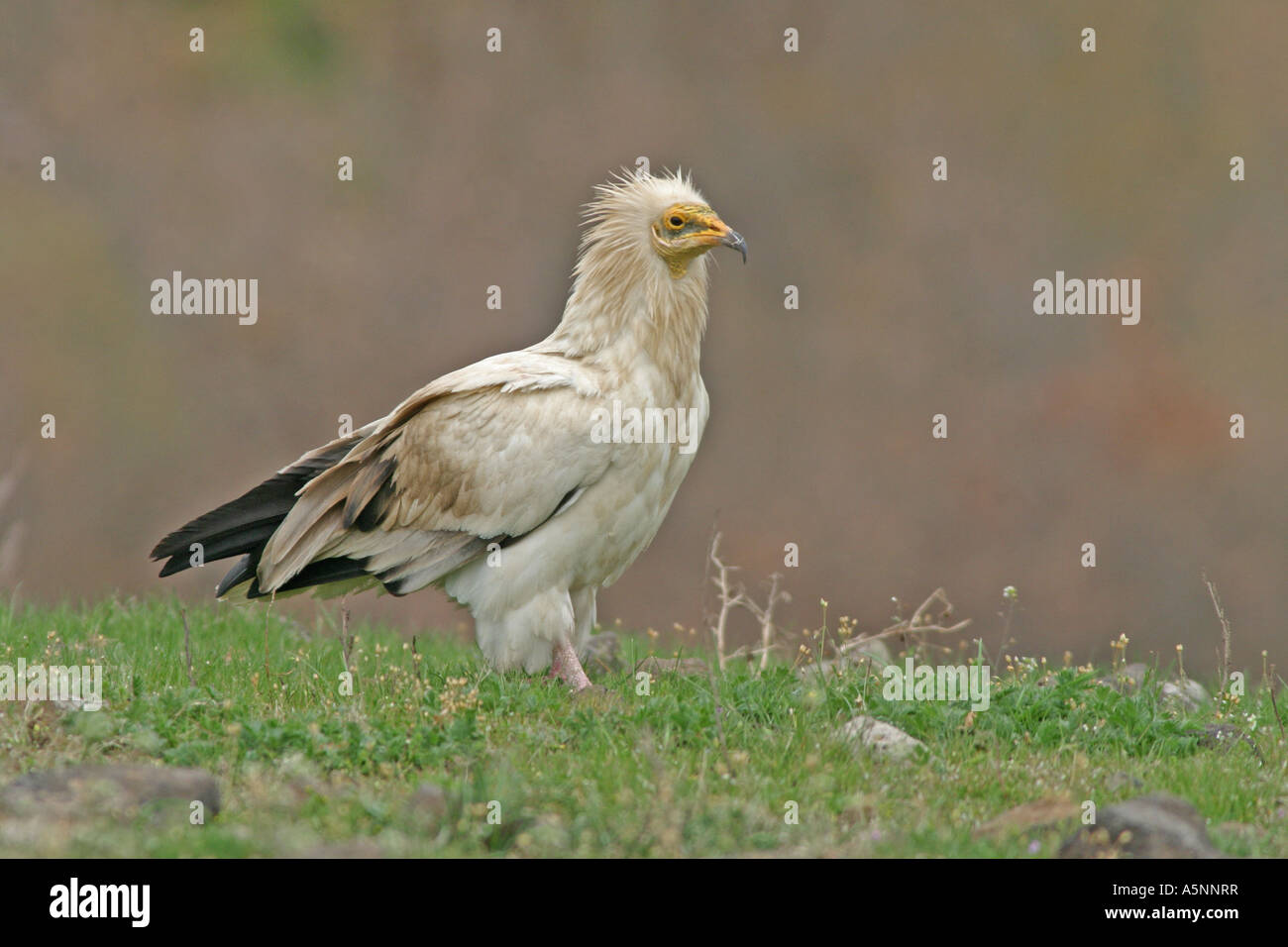 East rodopi hi-res stock photography and images - Alamy
