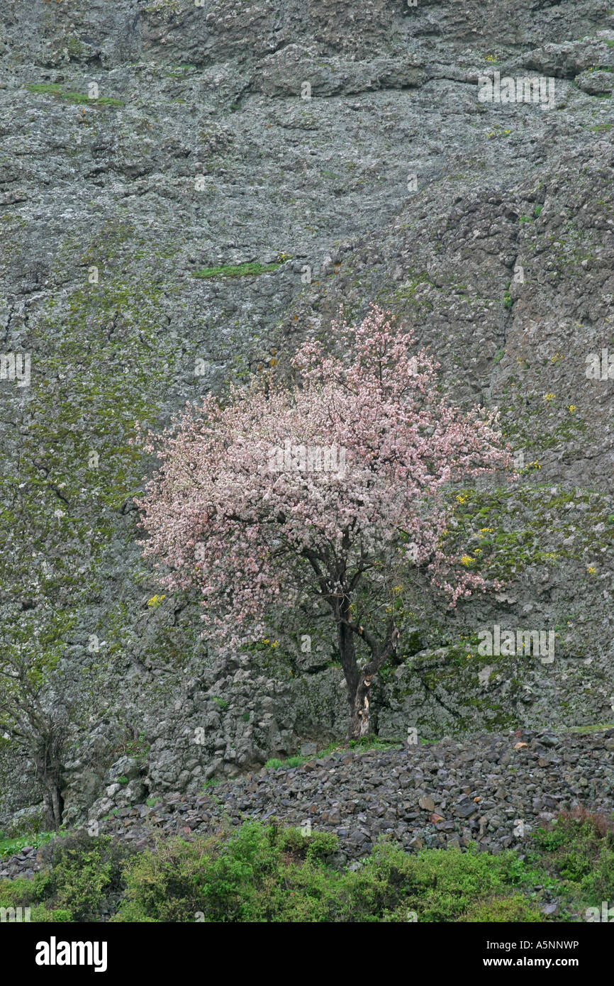 Landscape of flowering almond tree in early spring,old volcano valley ...