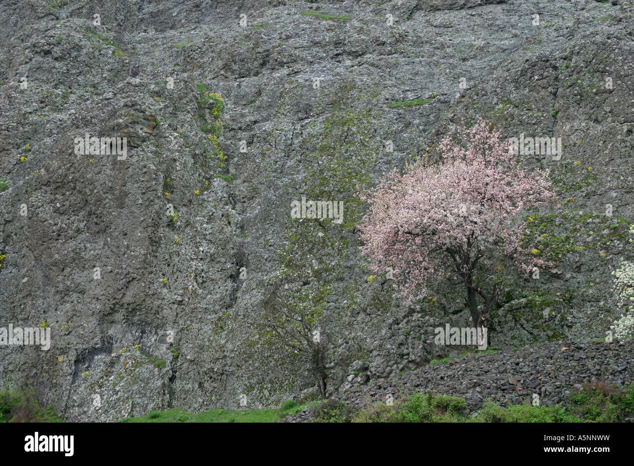 Landscape of flowering tree in early spring, old volcano valley in ...