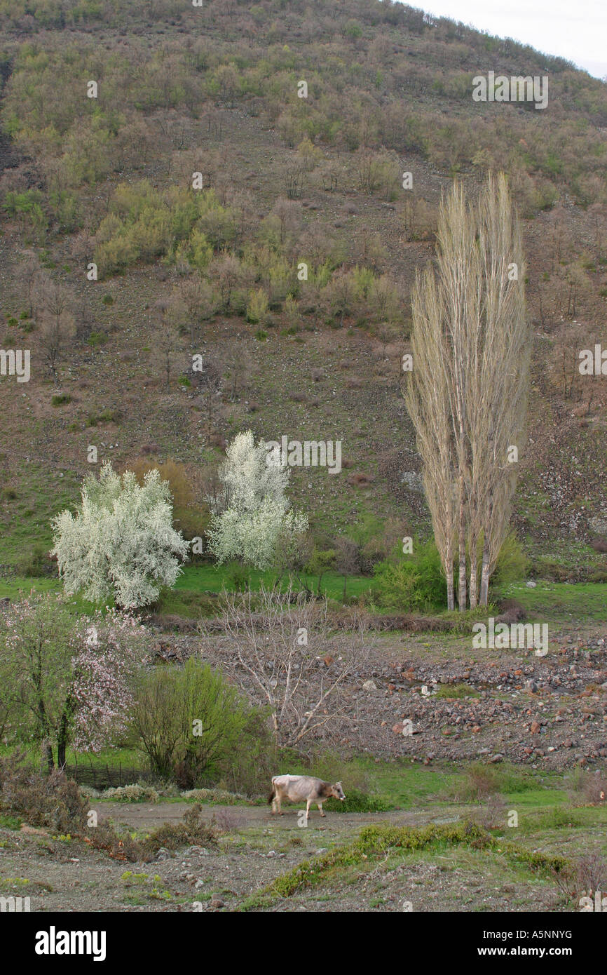 Eastern Rodopi Mountain, livestock in early spring, Bulgaria Stock ...